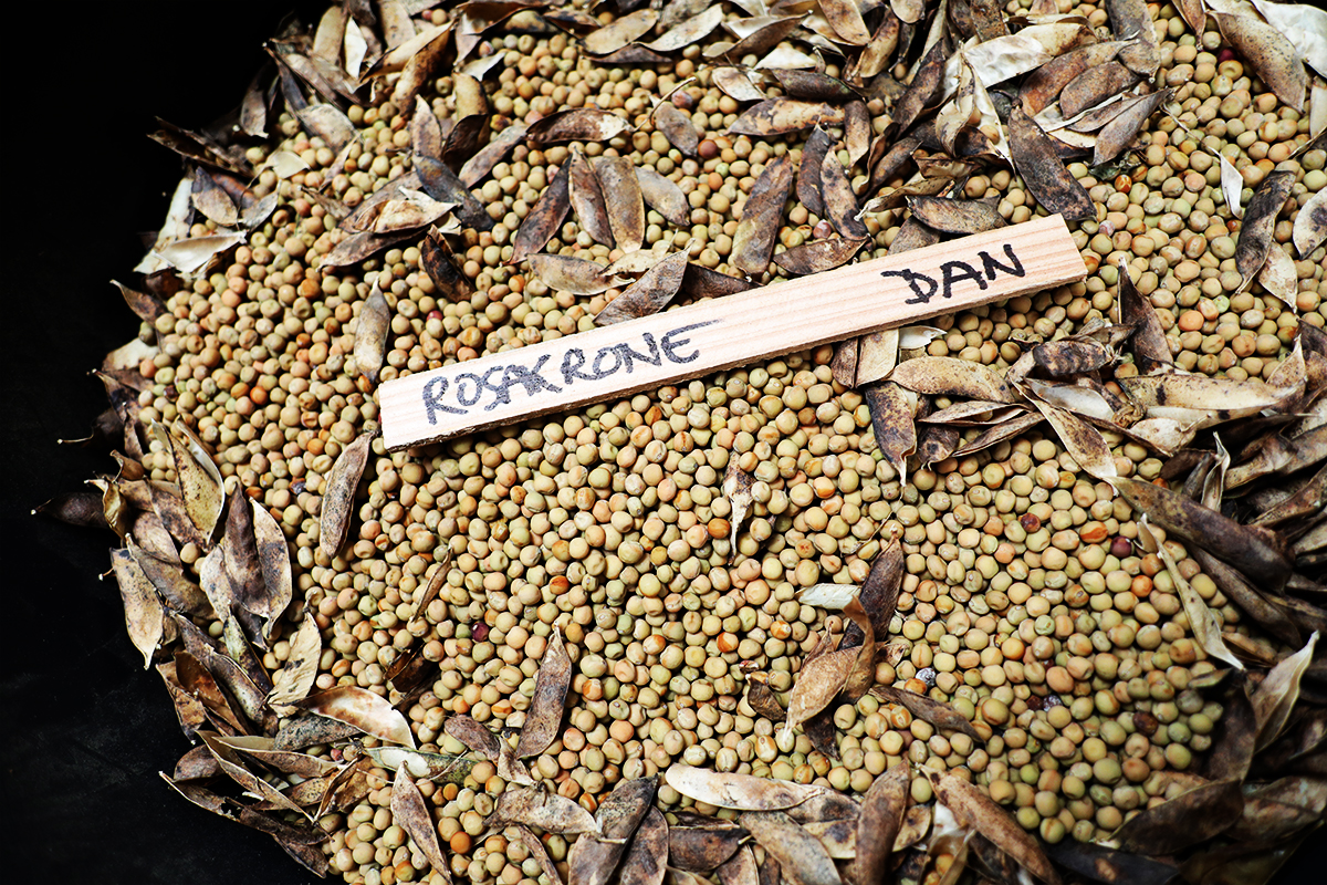 Building a regional seed network in the Southeast – LONDON FREEDOM SEED ...